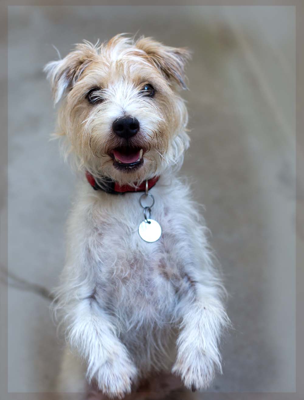 Shelter Dogs of Portland: "JACKSON OCHO" cool jack russel terrier