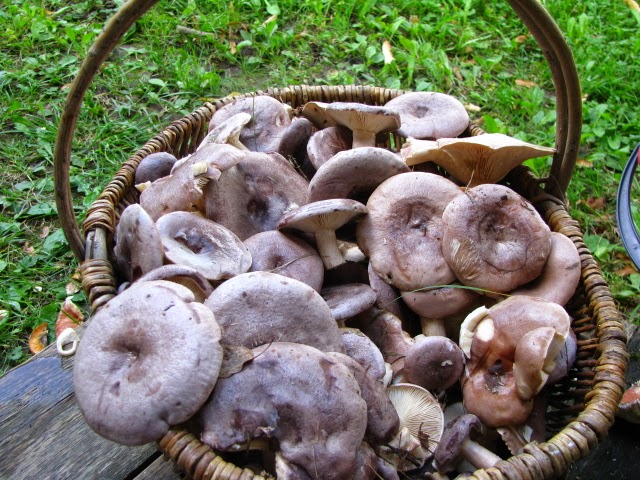 Kaubi maablogi: Kaseriisikate uputus ja tore riisikas