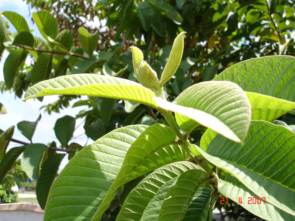 Pucuk jambu batu tau.. bukan daun dia..