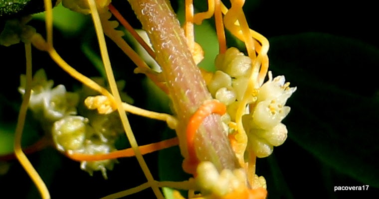 CH´USAY: Cuscuta americana