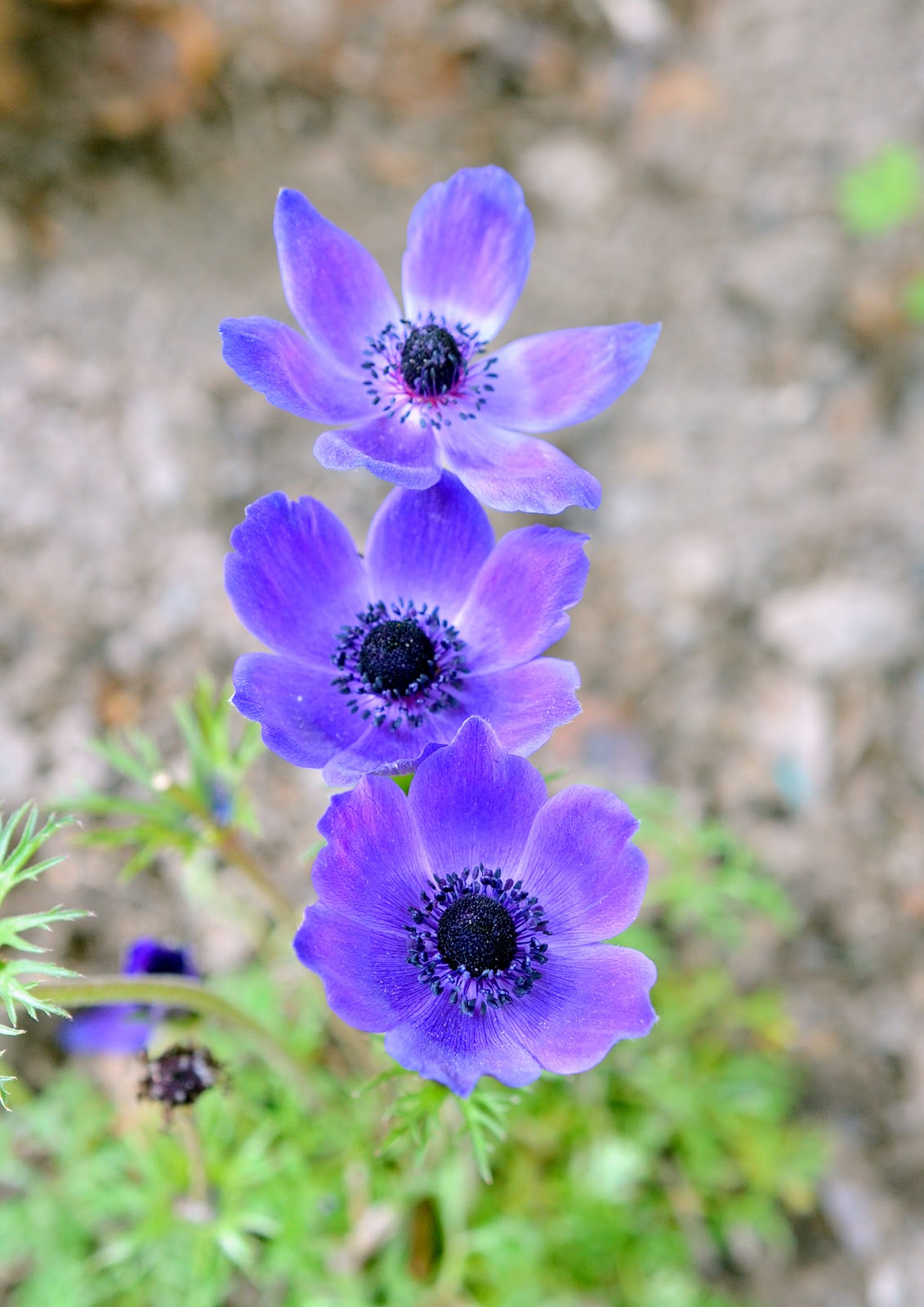 Jurnal de gradina: Curcubeu