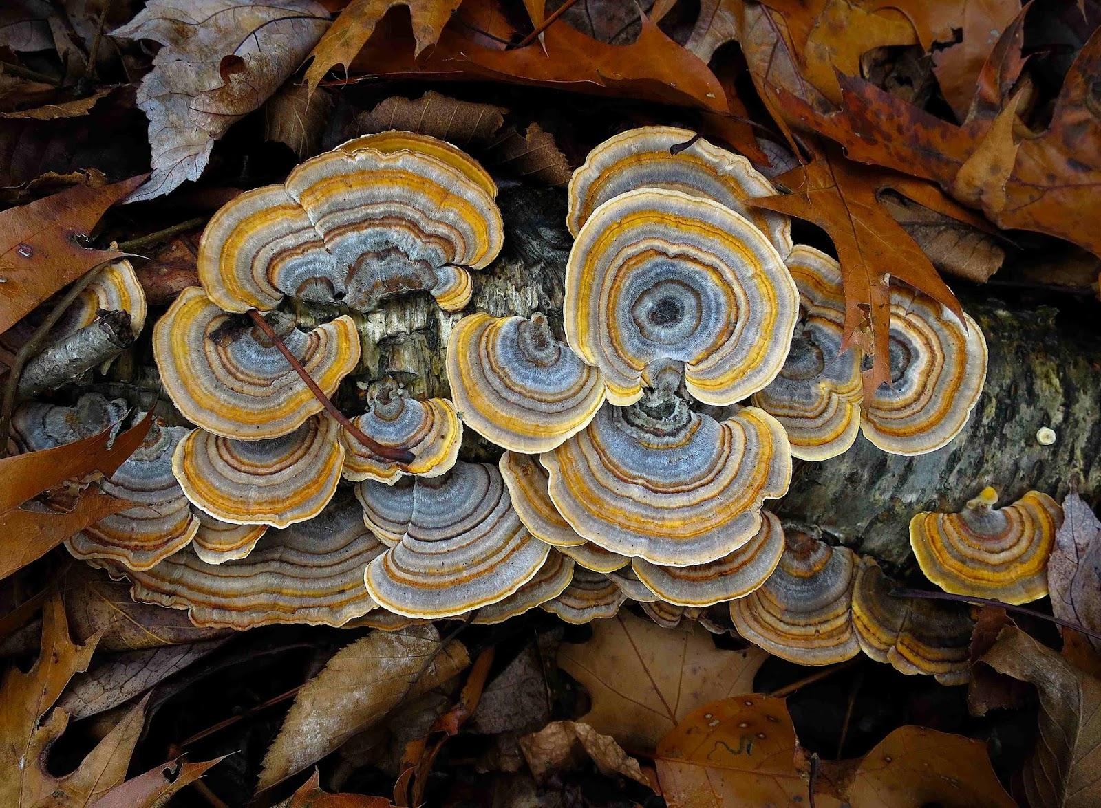 Saratoga woods and waterways: Turkey Tail Tales