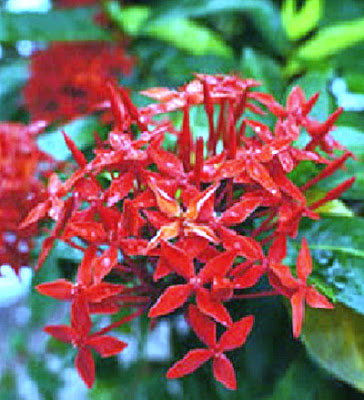 Various Kinds Benefits of Plant Ashoka To Health Body - Health Benefits ...