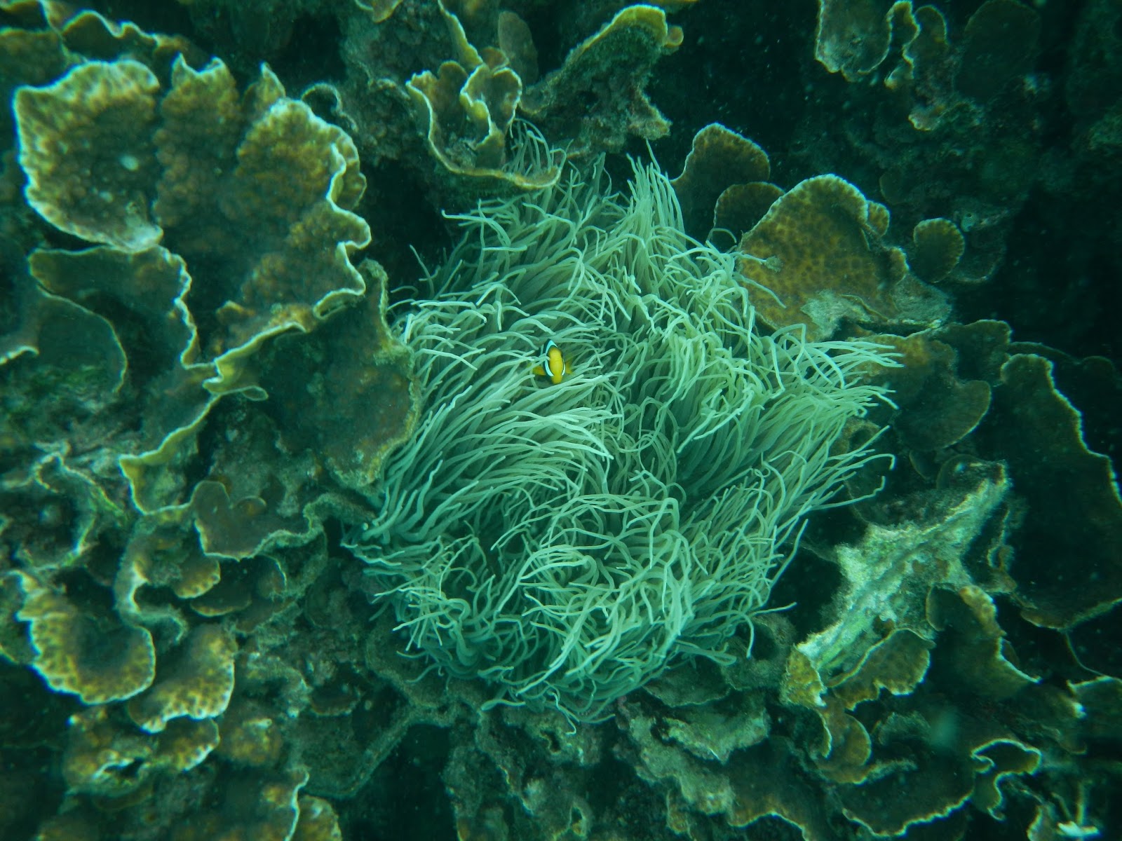 Pesona Tersembunyi dari Pulau Pahawang, Lampung