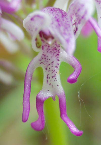 Orquídea mono (Orchis simia)
