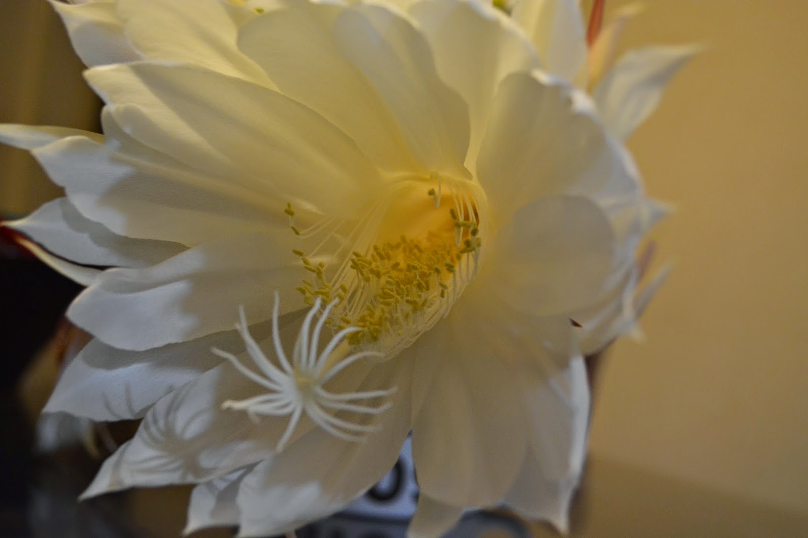Epiphyllum oxypetalum. Flor de una noche, compleja y perfumada. Epífita ...