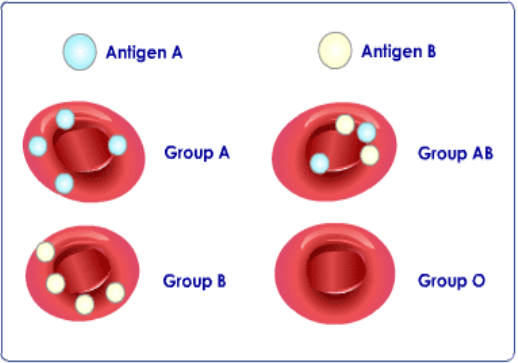 Blood grouping system : ABO type ~ Biological Science Help Blog ...