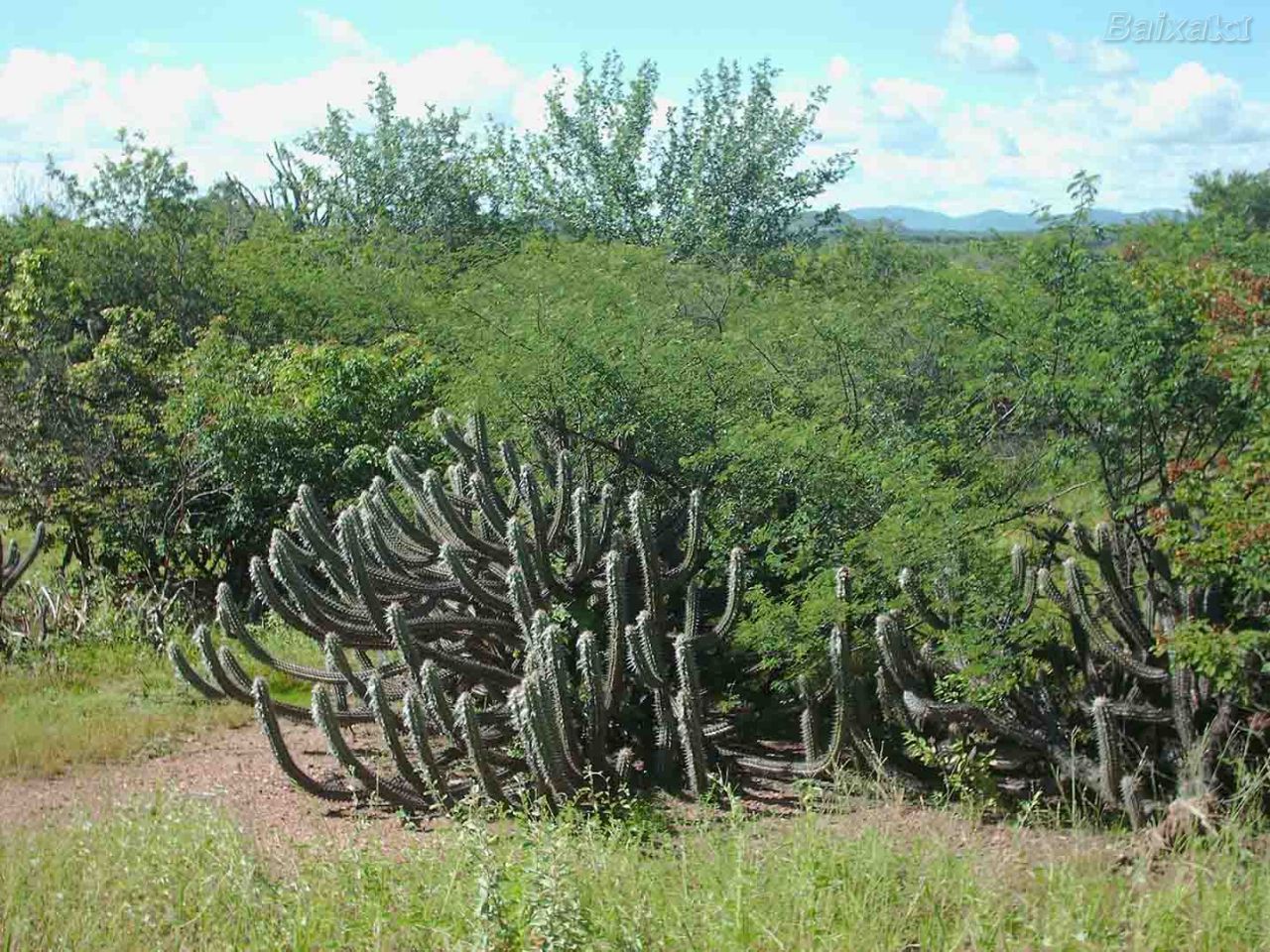 Caatinga