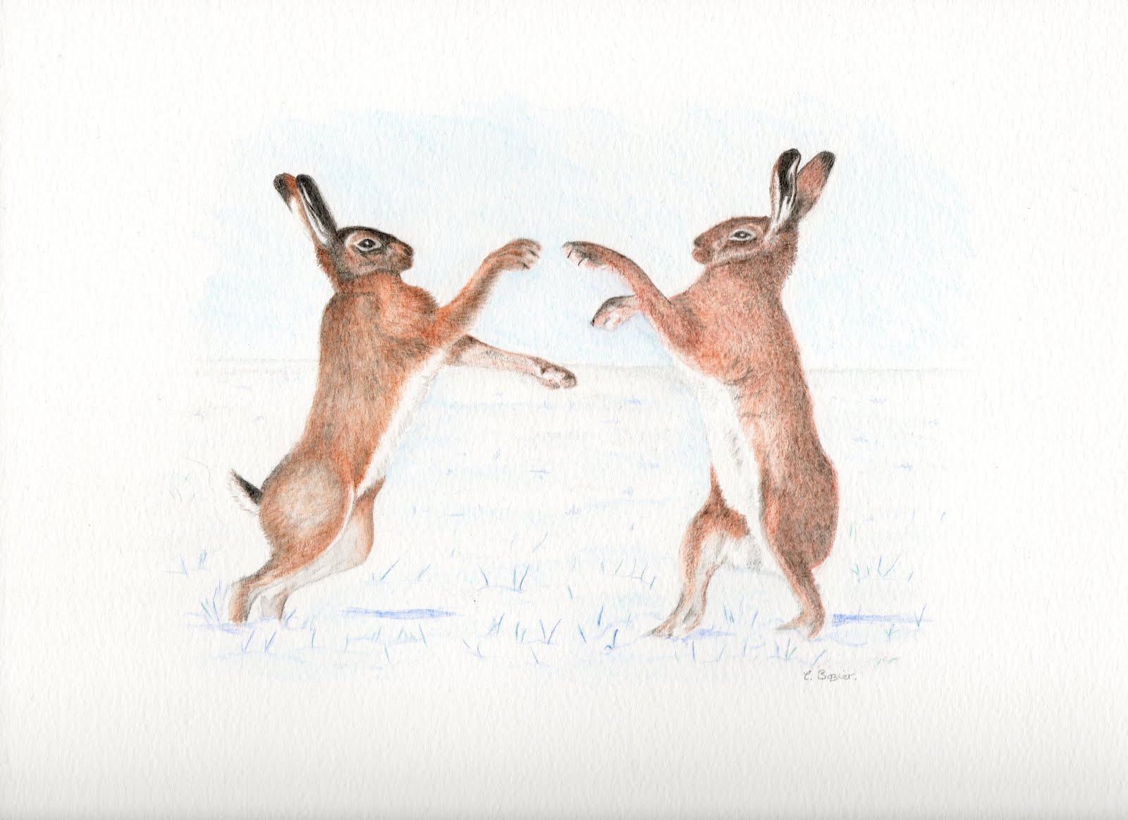 Pencil Drawings: Wiltshire's Boxing Hares