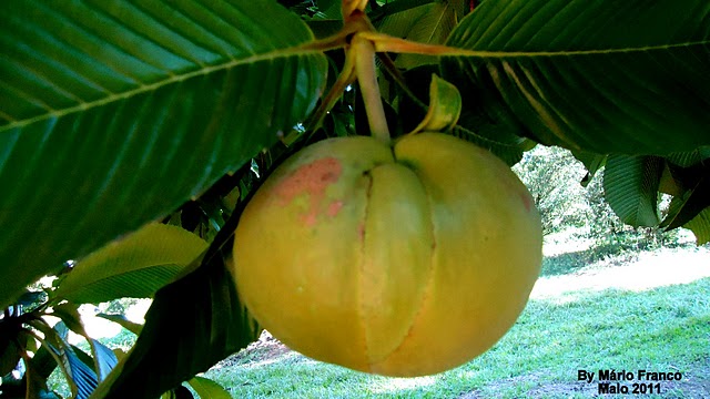 Meu Cantinho Verde: ÁRVORE-DA-PATACA - ( Dillenia indica )