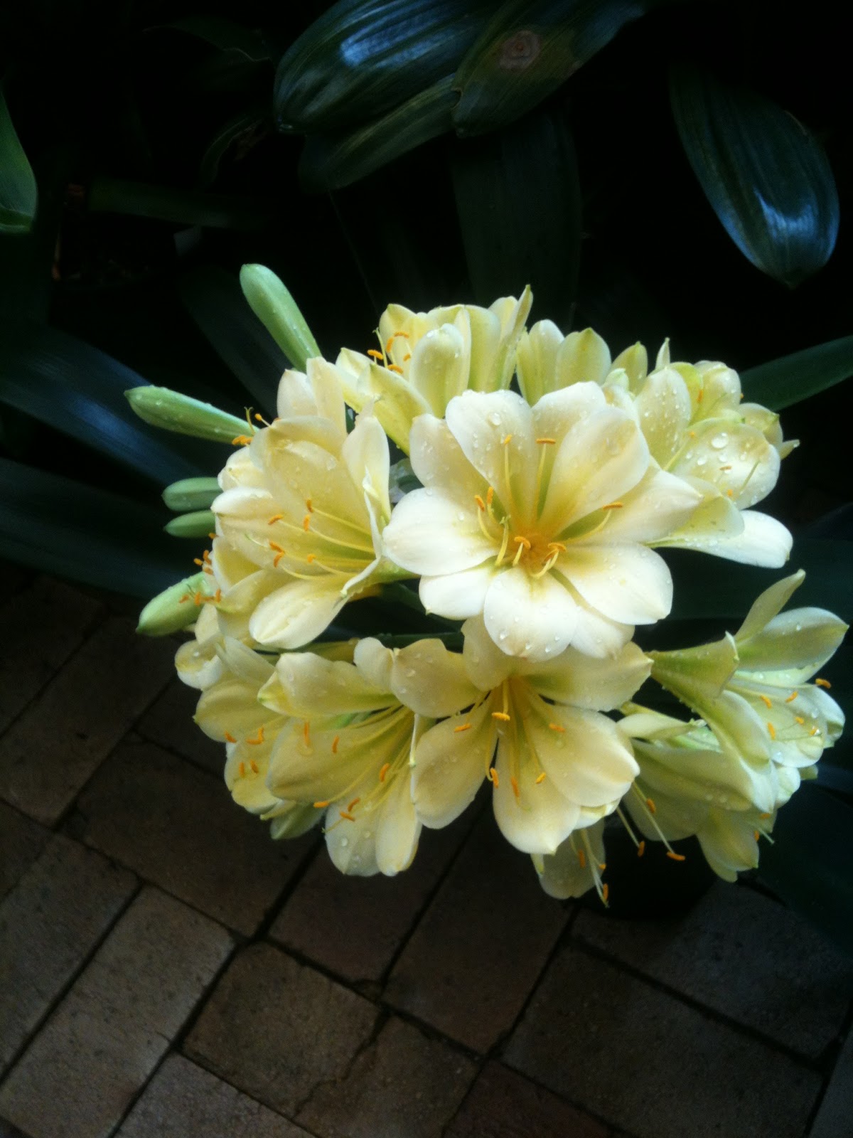 Clivias in Colour, Central Coast, NSW, Australia: Lovely clivia ...