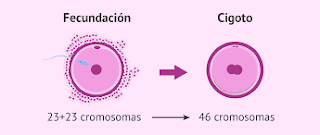 CAPAS GERMINALES DEL EMBRIÒN