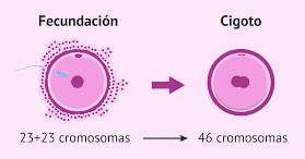 CAPAS GERMINALES DEL EMBRIÒN