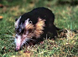 Solidários a Cuba: O almiqui cubano, um mamífero misterioso, solitário ...