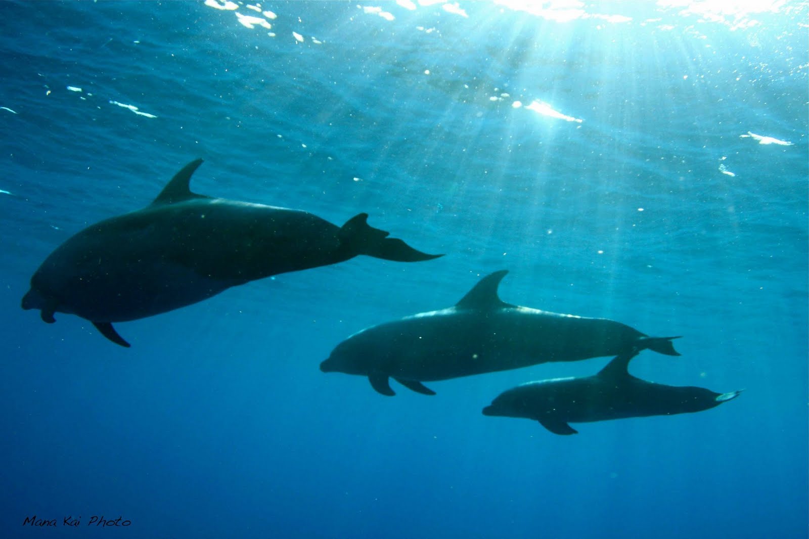 The Dirty Hippy: Free Diving With a Mermaid