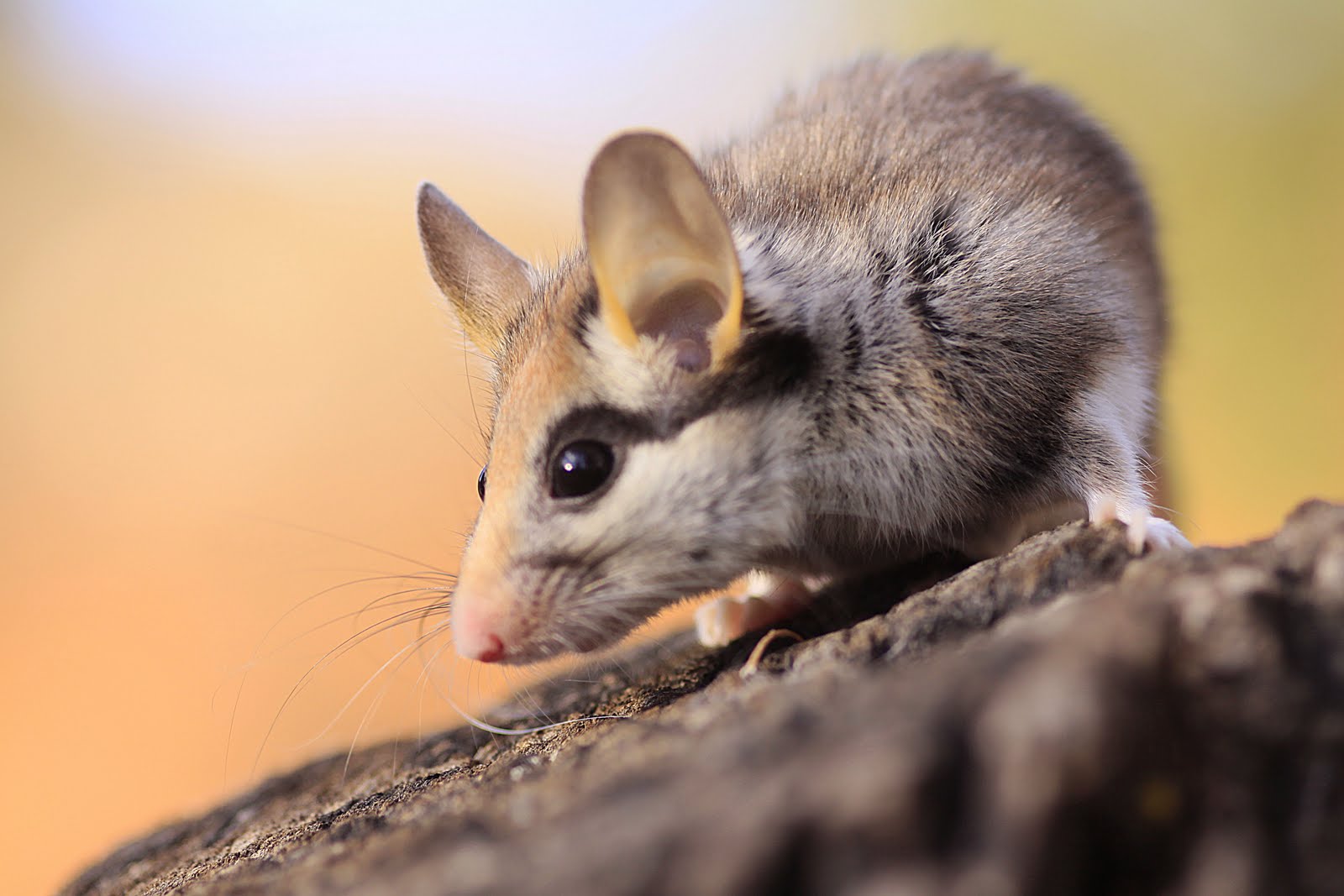 Illora natural: LIRÓN CARETO (Eliomys quercinus)