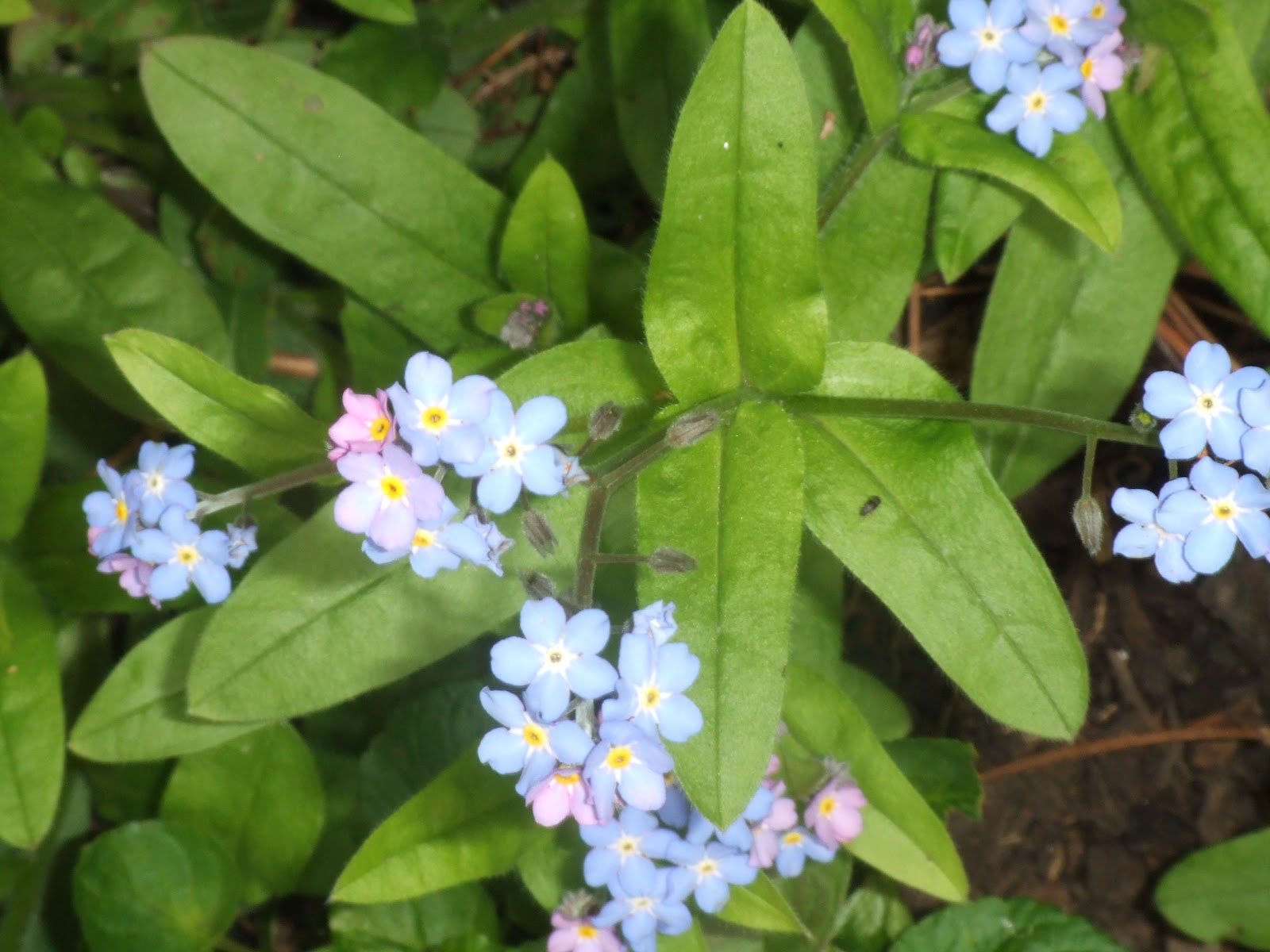 A Garden for Pablo: Forget-me-not