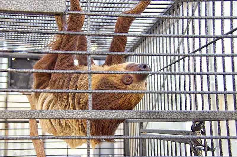 Ryukyu Life: A Peek Inside the Uchinaa Farm in Mabuni Itoman