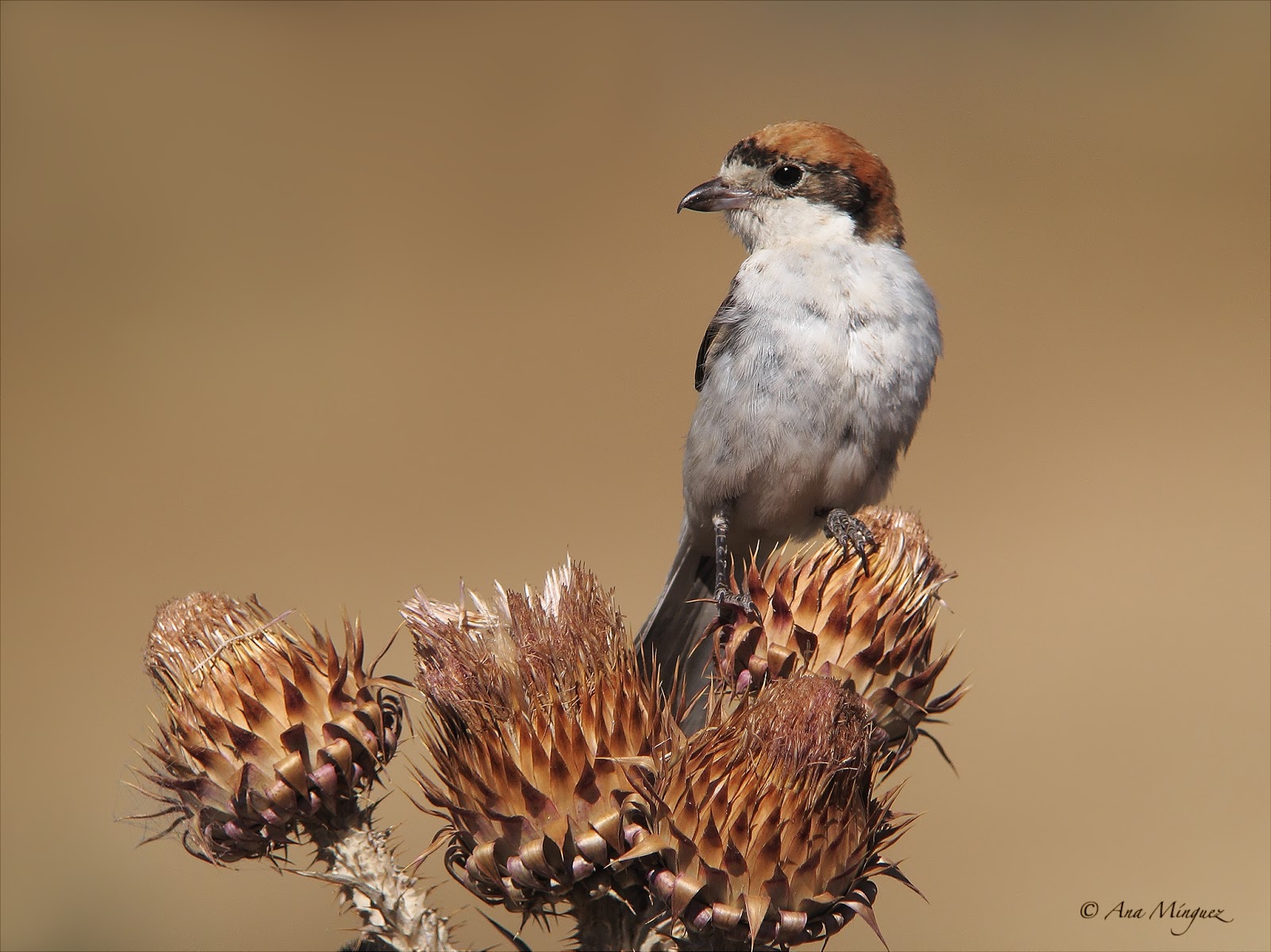 NATURANAFOTOS: Alcaudón común..