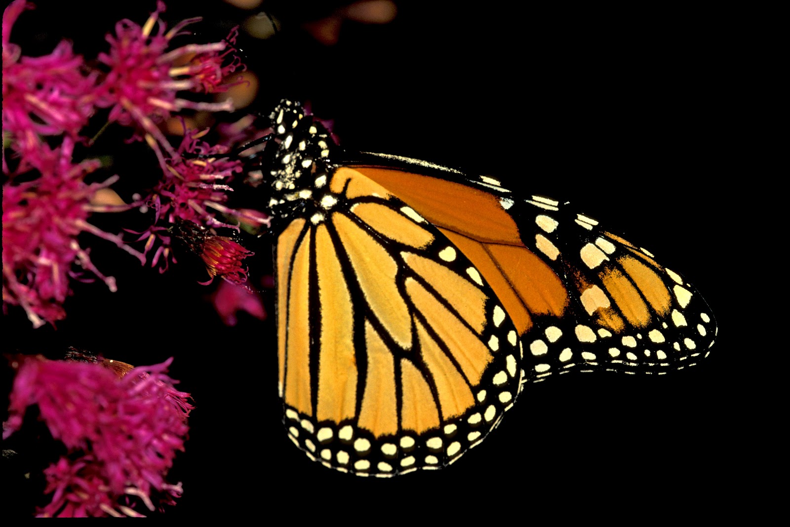 Kentucky Native Plant and Wildlife: Plant Now to Save the Monarch Butterfly