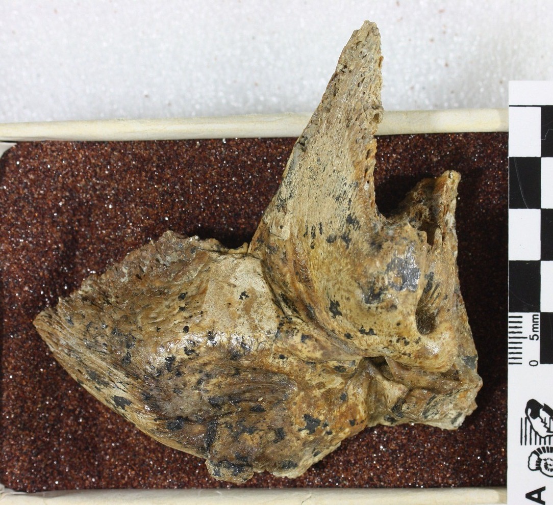 The Coastal Paleontologist: US Research trip part 3 and 1/2 - fossil ...