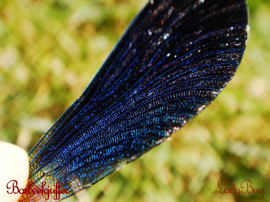 LadyBug: Top 5 mooiste insecten