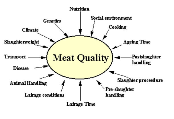 S T R A V A G A N Z A: FACTORS AFFECTING FOOD QUALITY