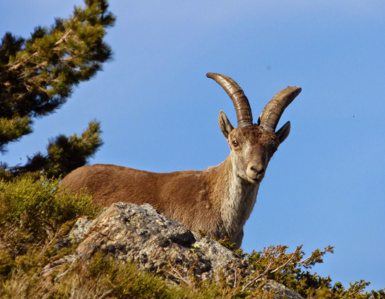 Blog de ornitología y observaciones en la naturaleza: Cabra montés ...