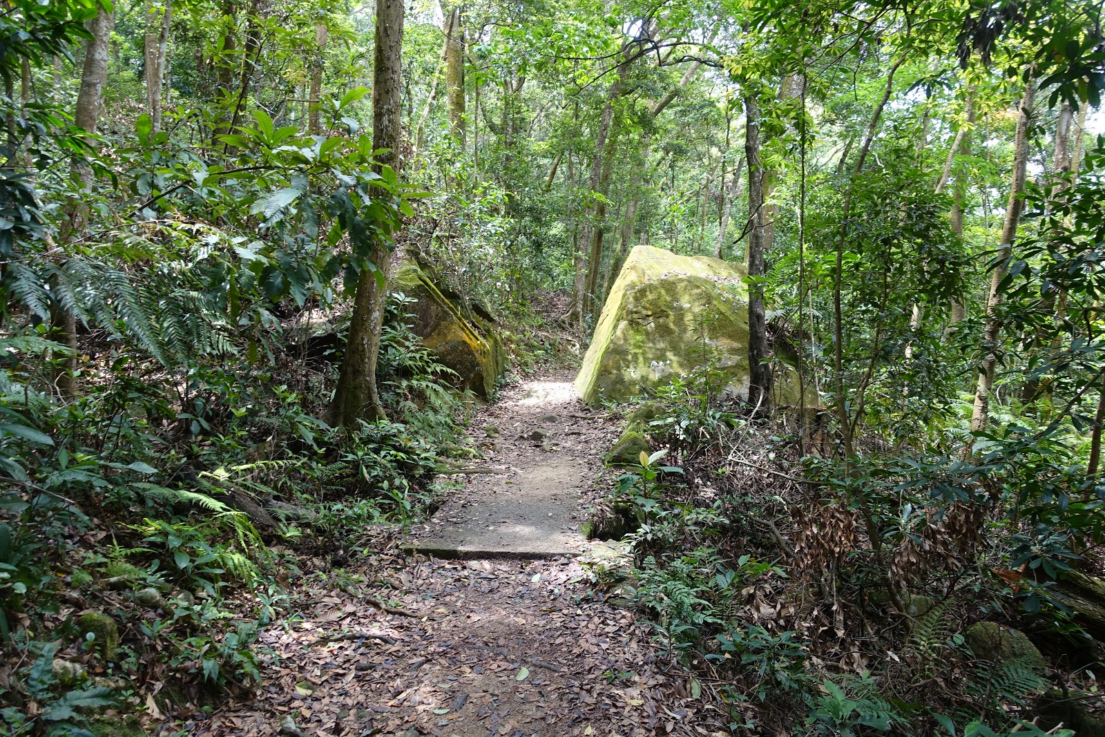 消耗五百食翻一千※香港行山記: 大埔滘黃路 Tai Po Kau Forest Yellow Walk