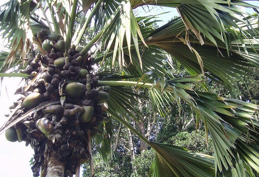 DOUBLE COCONUT: FAKTA DOUBLE COCONUT