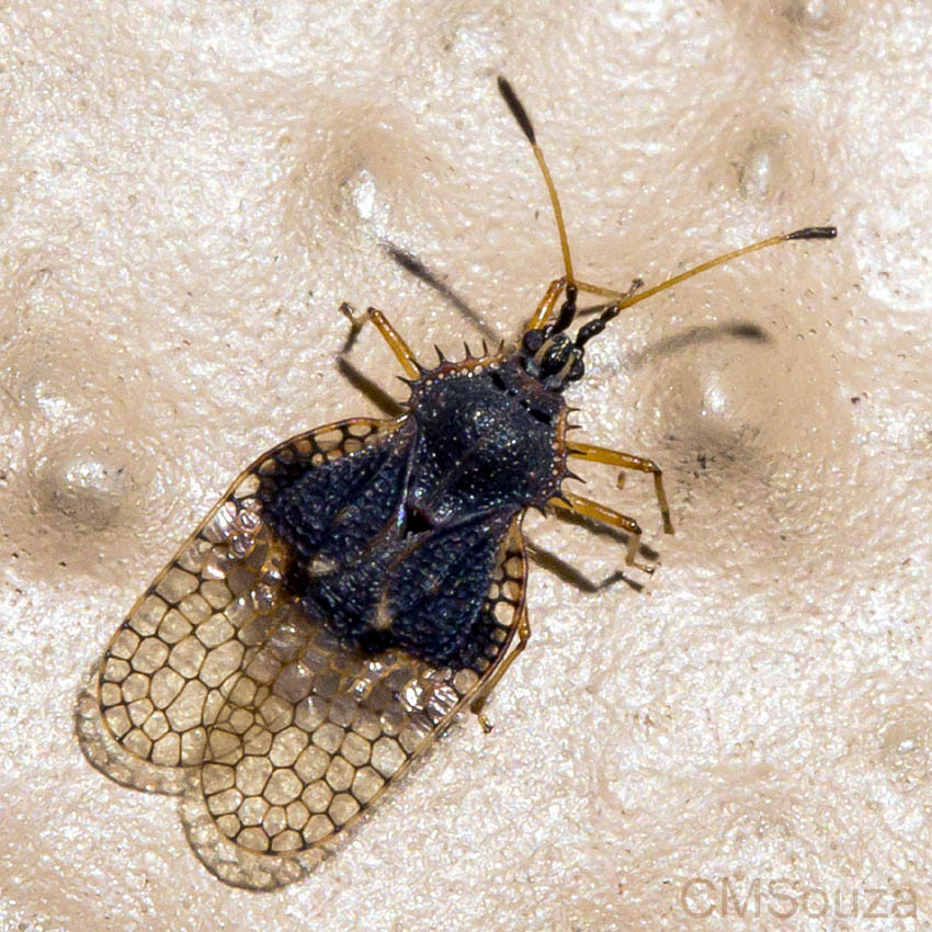 Insetologia - Identificação de insetos: Percevejo de Renda no Rio de ...
