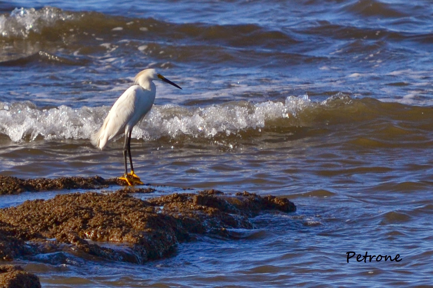 Aves de La Floresta: Garzas y pelícanos (Pelecaniformes)
