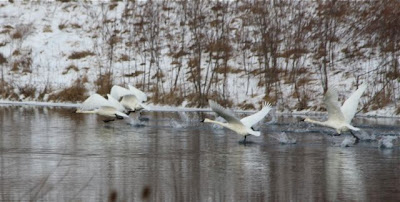 Julie Zickefoose on Blogspot: Trumpeter Swans in Ohio