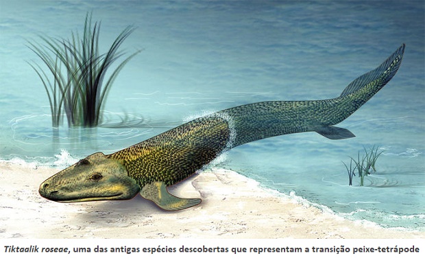 Fortes marés podem ter fomentado a evolução de membros nos peixes, o ...