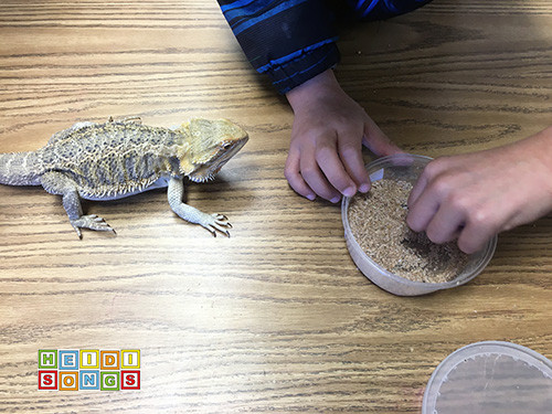 A Bearded Dragon Class Pet!