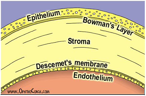 Real Science and Medical Info: Anatomi Kornea