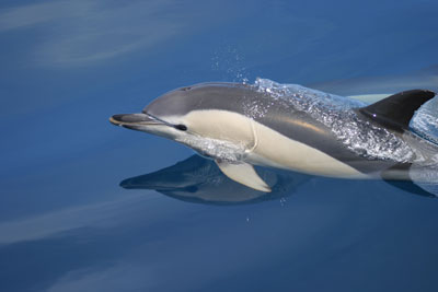 Delfines: 2012