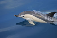 Delfines: Tipos de delfines