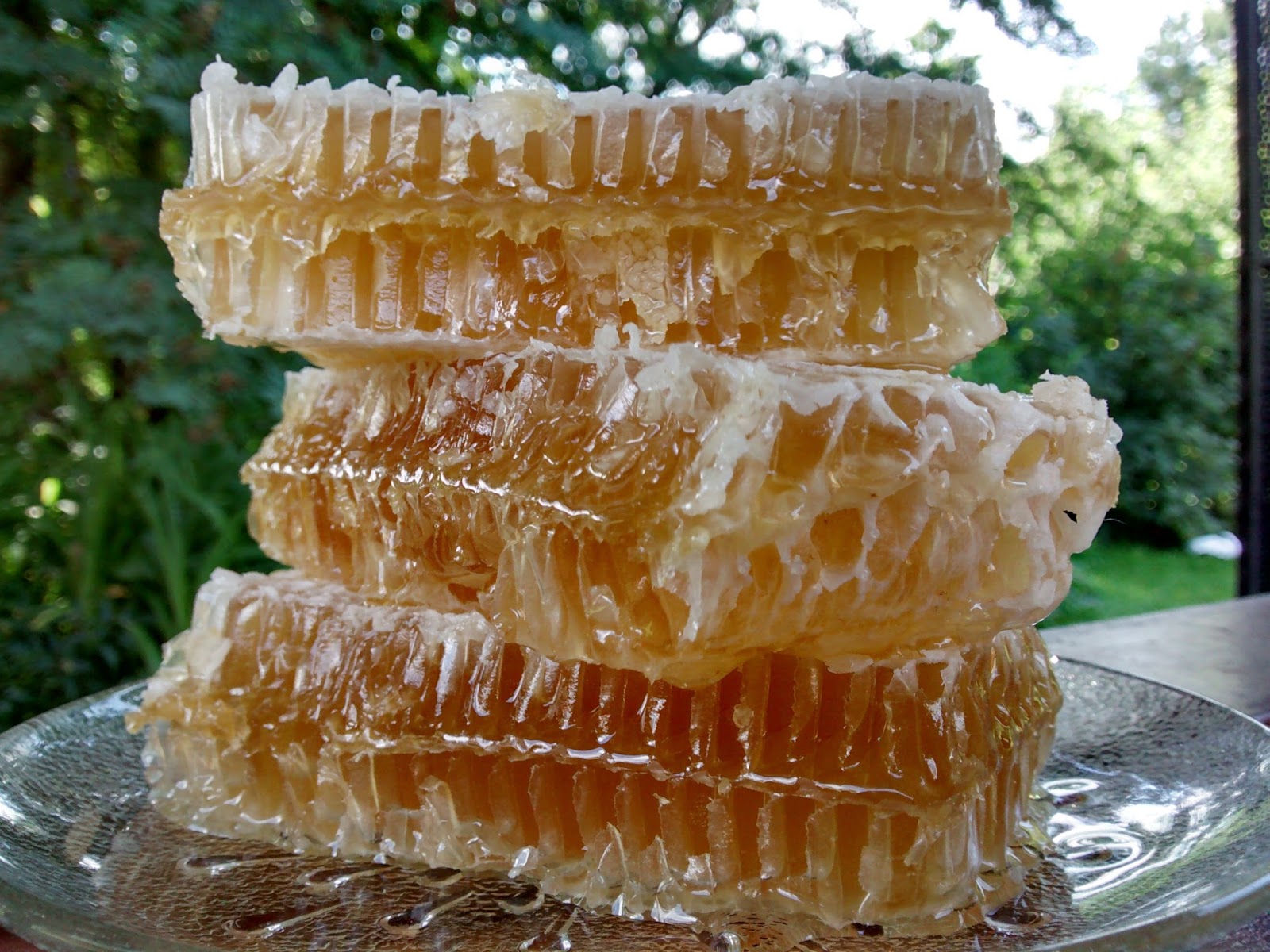 Hunajalla höystettyä: Hunajaa suoraan kennosta