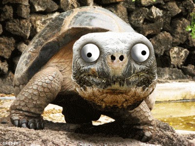 Cute Funny Animalz: Funny Tortoise New Nice Photos 2014