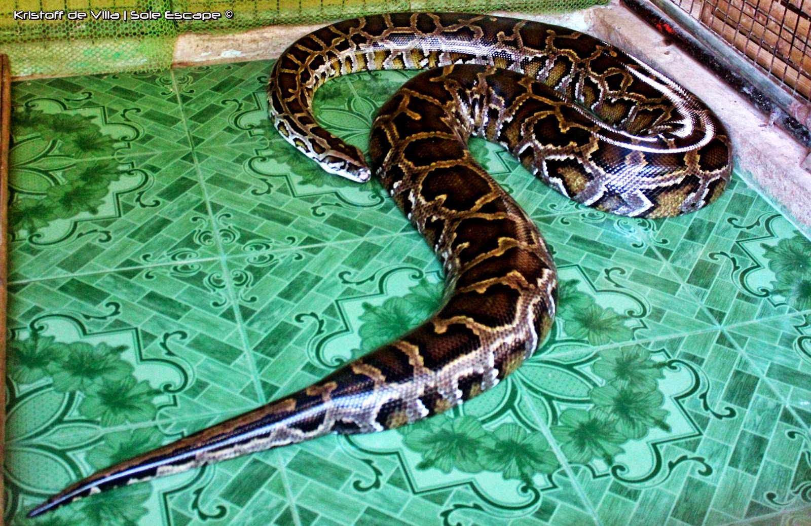 Sole Escape: Exploring Bohol in ONE Day!!! WARNING: LONG POST