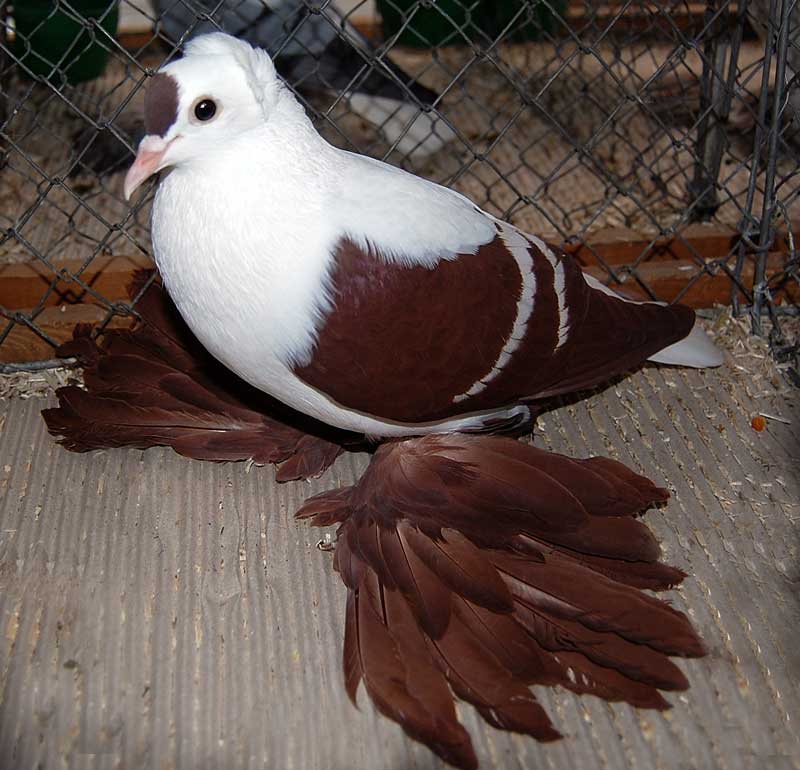 Pellumbat: Pellumbat Dallendyshe (swallow pigeon)