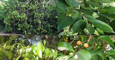 Vuon Duoc Thao: Chóp mao lưới - Kothala himbutu