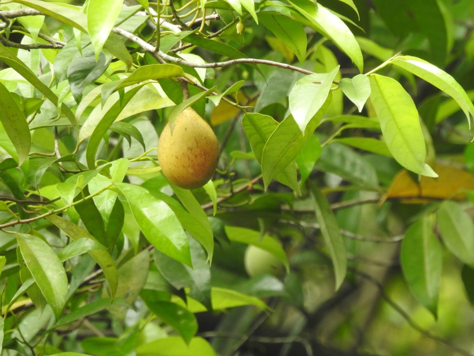 Nutmeg Tree In Kerala