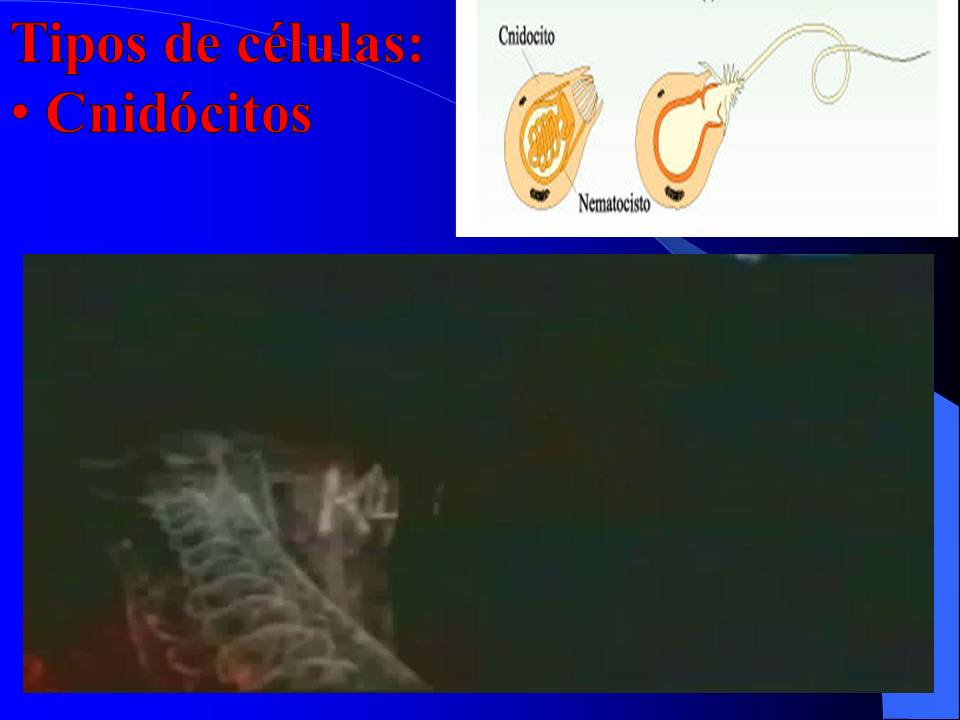 Viver à Biologia: Invertebrados Inferiores (parte 1)