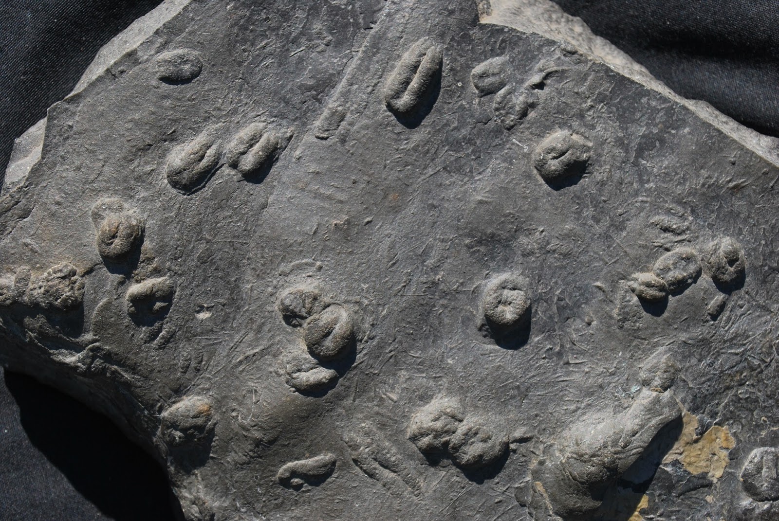 Rarely Seen Yet Commonly Found: Rarely Seen Yet Commonly Found