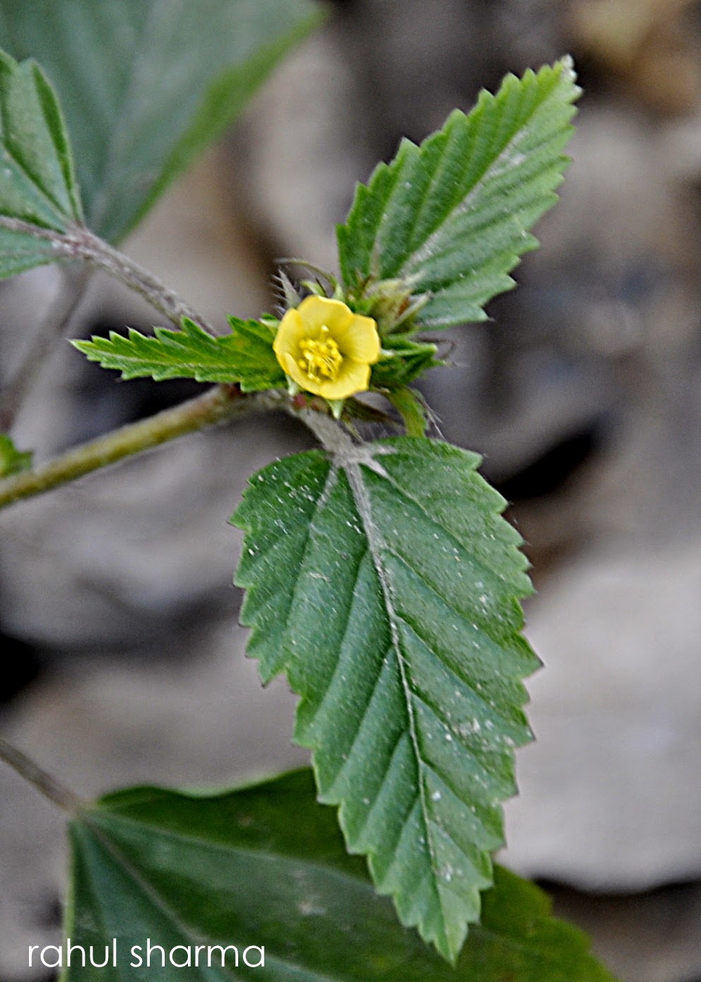 Malvastrum coromandelianum (FALSE MALLOW) ~ Wild Flora Of Dwarka