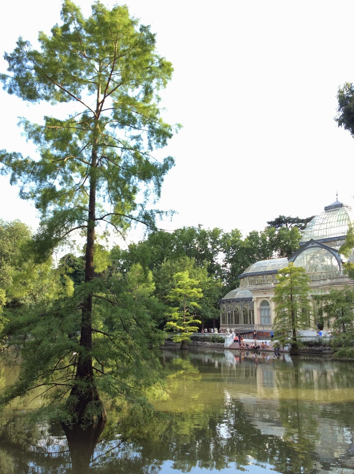 Pasión por Madrid: Árboles singulares del Buen Retiro