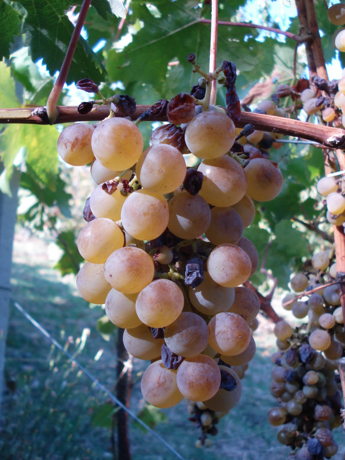 Dos Enxidros (Série II): O nosso falar: gacho