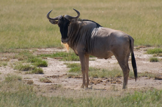 Wildebeest | The Biggest Animals Kingdom